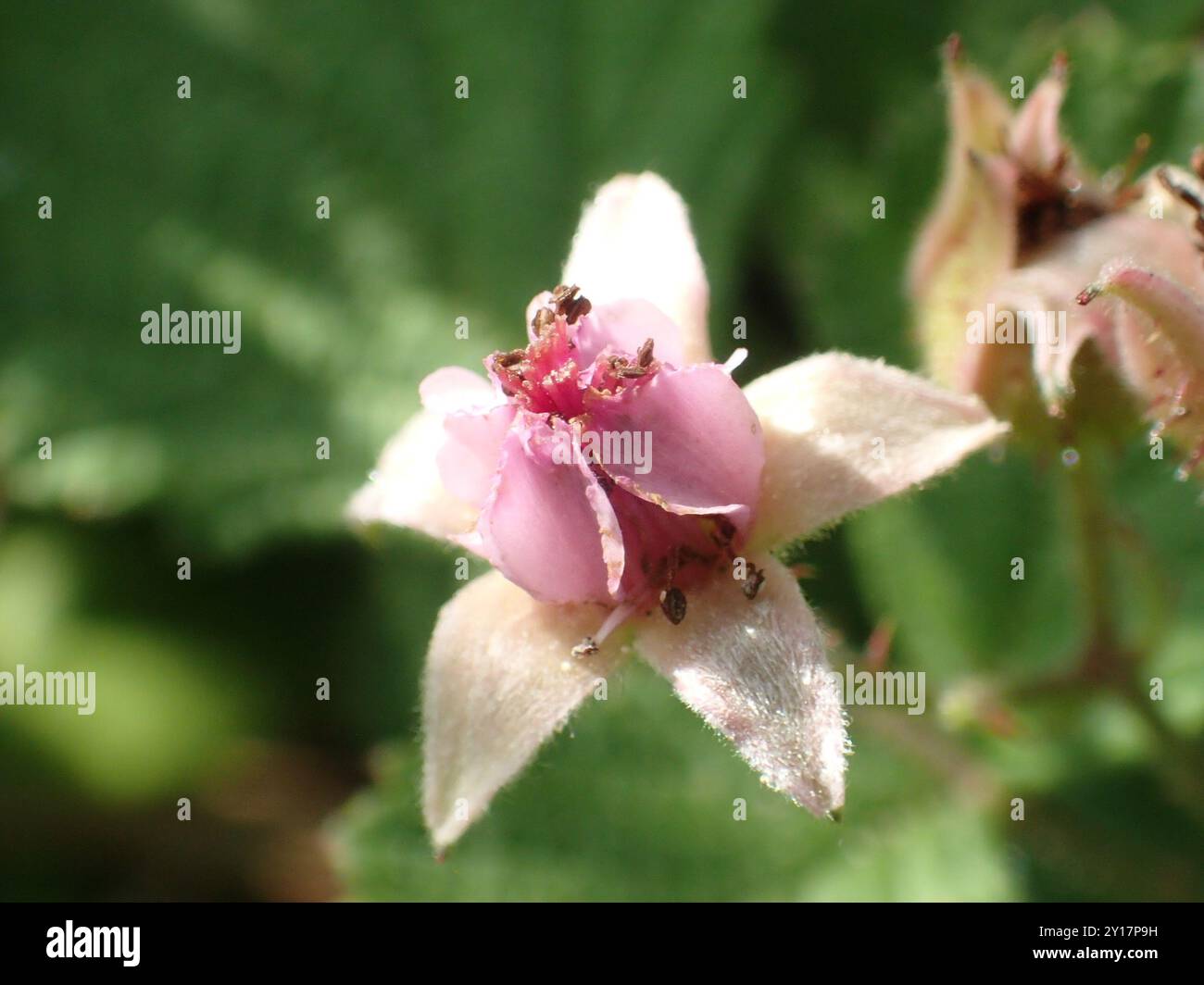 small-leaf bramble (Rubus parvifolius) Plantae Stock Photo - Alamy