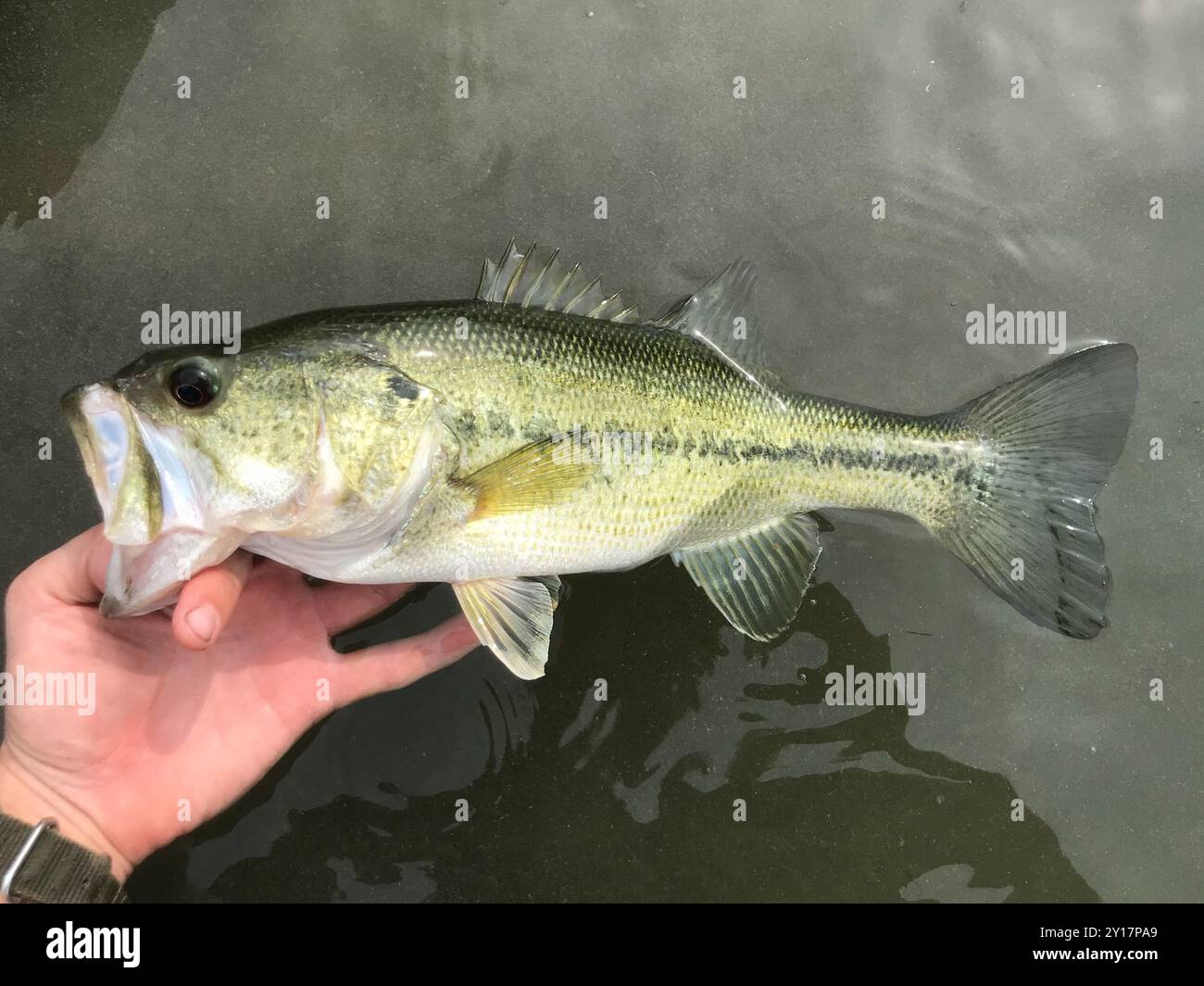 Largemouth Bass (Micropterus nigricans) Actinopterygii Stock Photo - Alamy