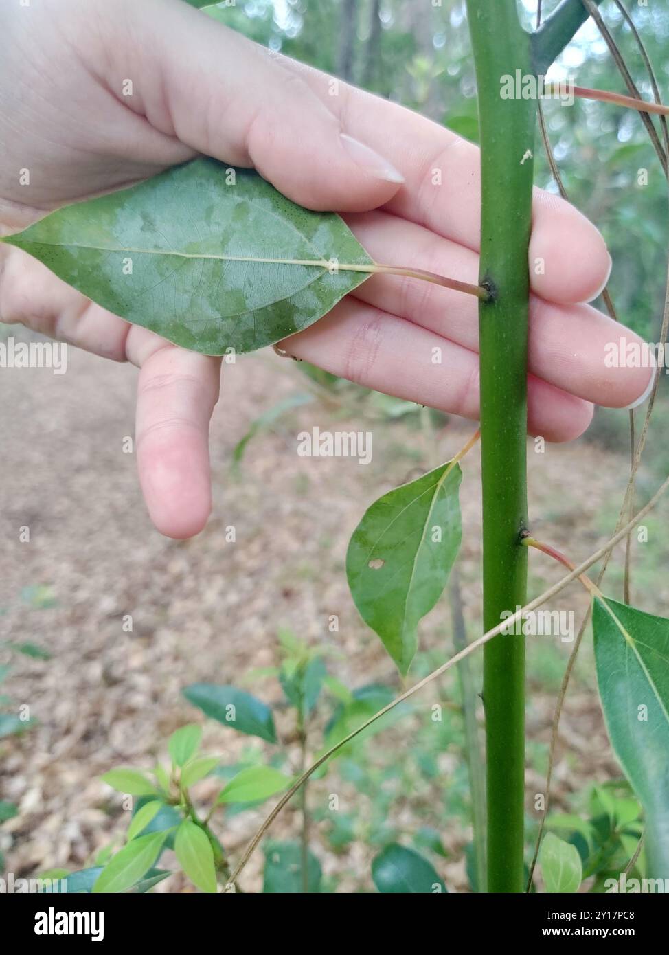 Camphor Tree (Cinnamomum camphora) Plantae Stock Photo - Alamy