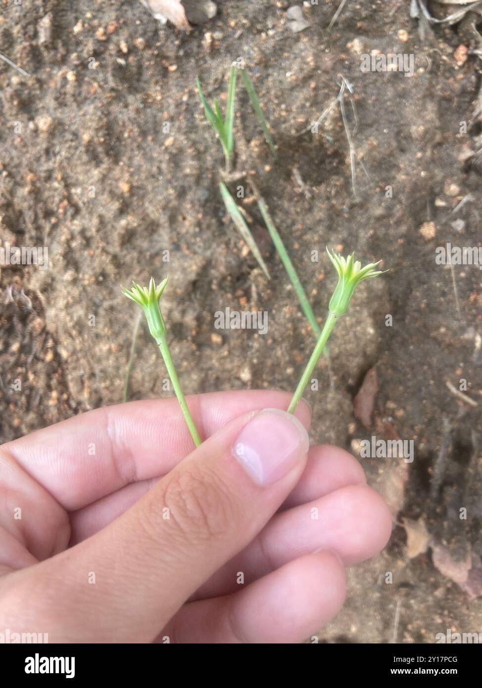 silverpuffs (Uropappus lindleyi) Plantae Stock Photo - Alamy