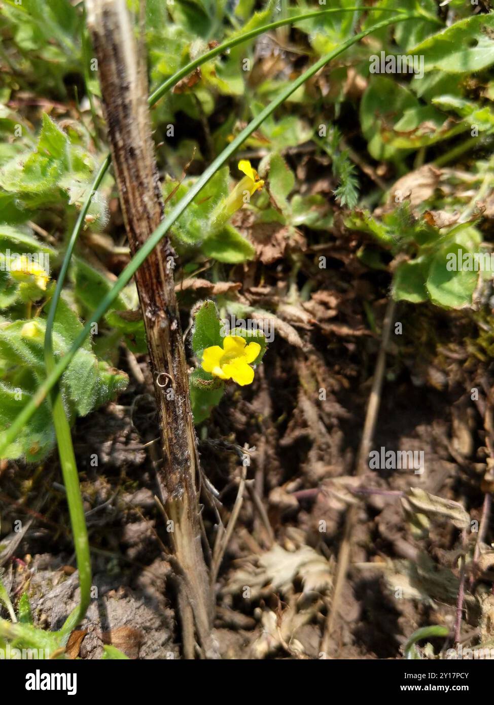 musk monkeyflower (Erythranthe moschata) Plantae Stock Photo - Alamy