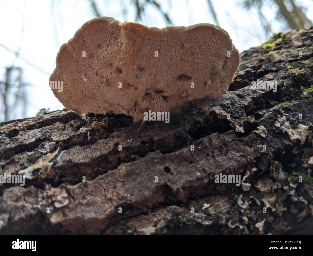 Lumpy Bracket (Trametes gibbosa) Fungi Stock Photo - Alamy
