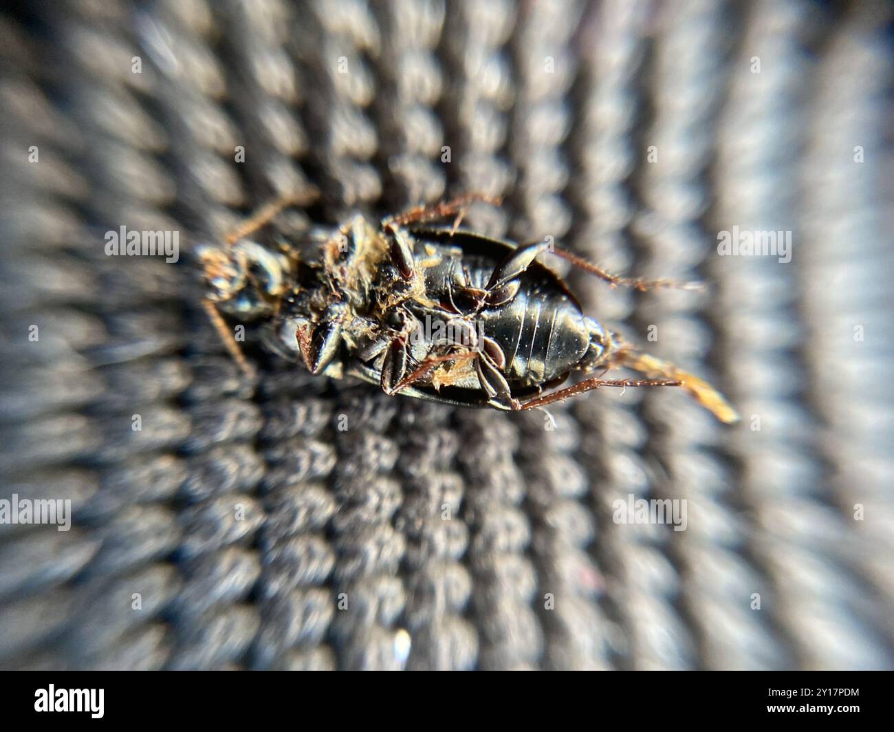 Common Sun Beetle (Amara aenea) Insecta Stock Photo - Alamy