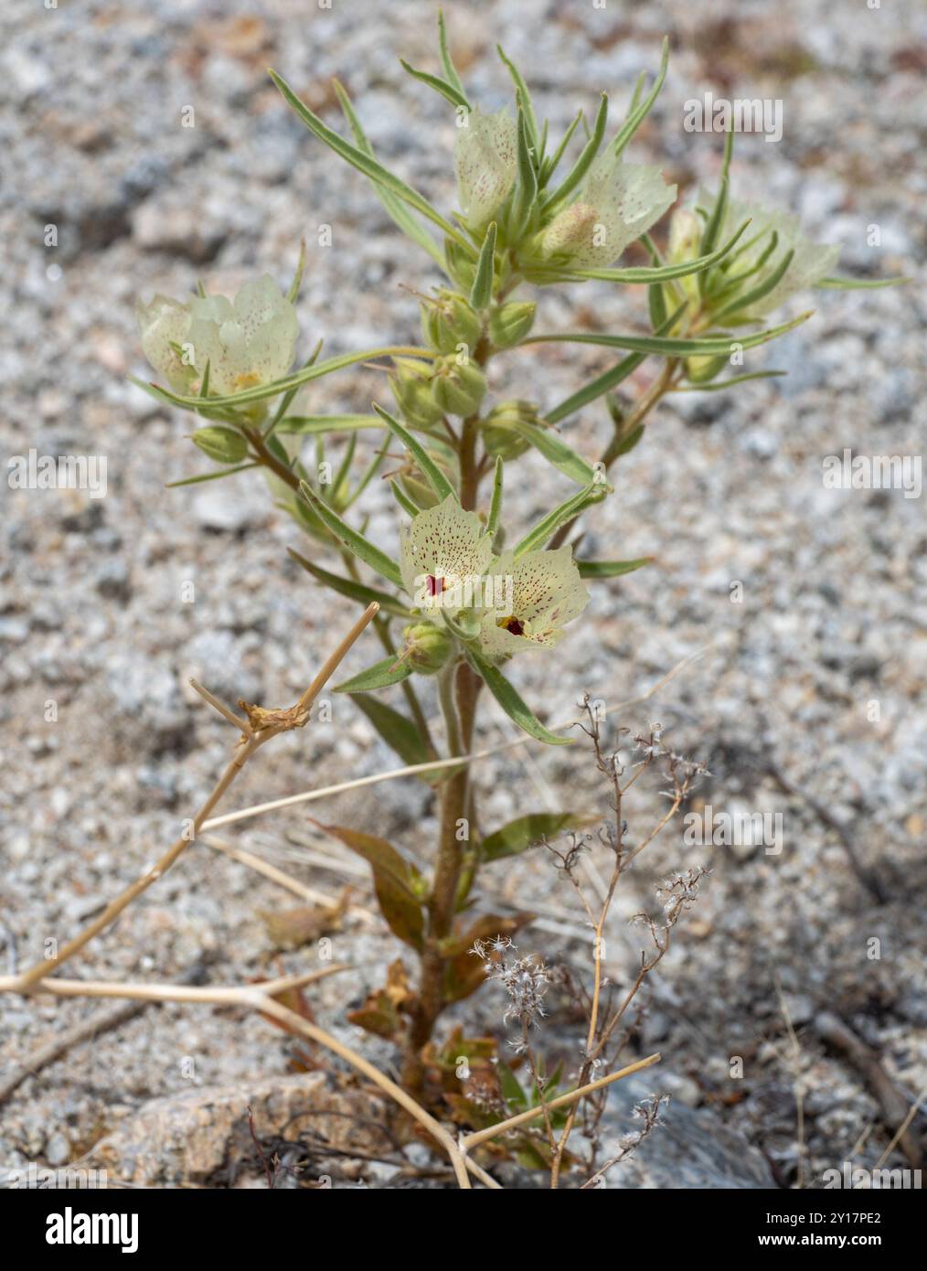 ghost flower (Mohavea confertiflora) Plantae Stock Photo - Alamy