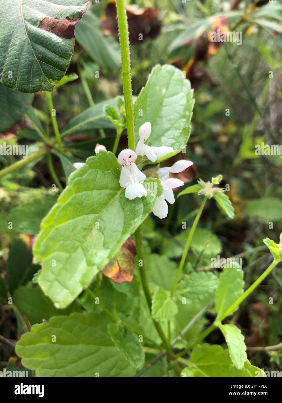 Rough Hedgenettle (Stachys rigida) Plantae Stock Photo - Alamy