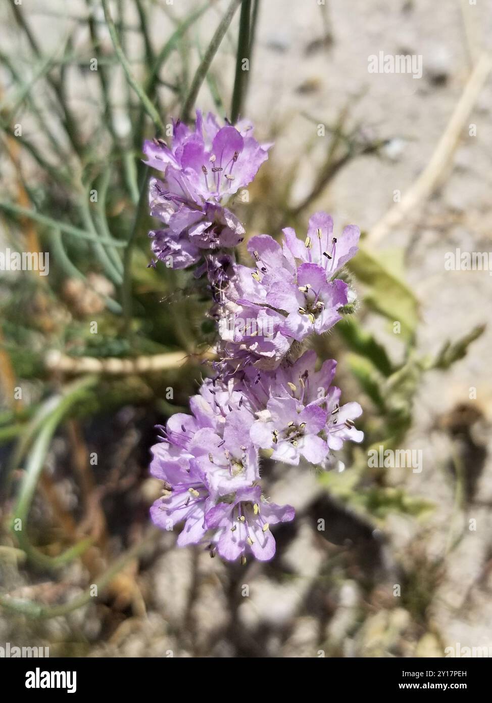 Notch-leaf Scorpionweed (Phacelia crenulata) Plantae Stock Photo - Alamy