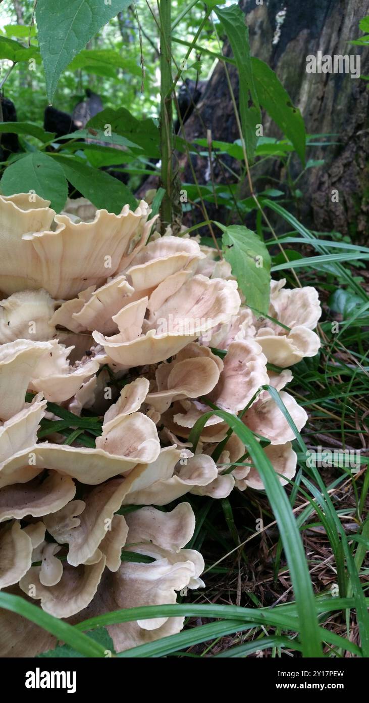 Black staining polypore hi-res stock photography and images - Alamy