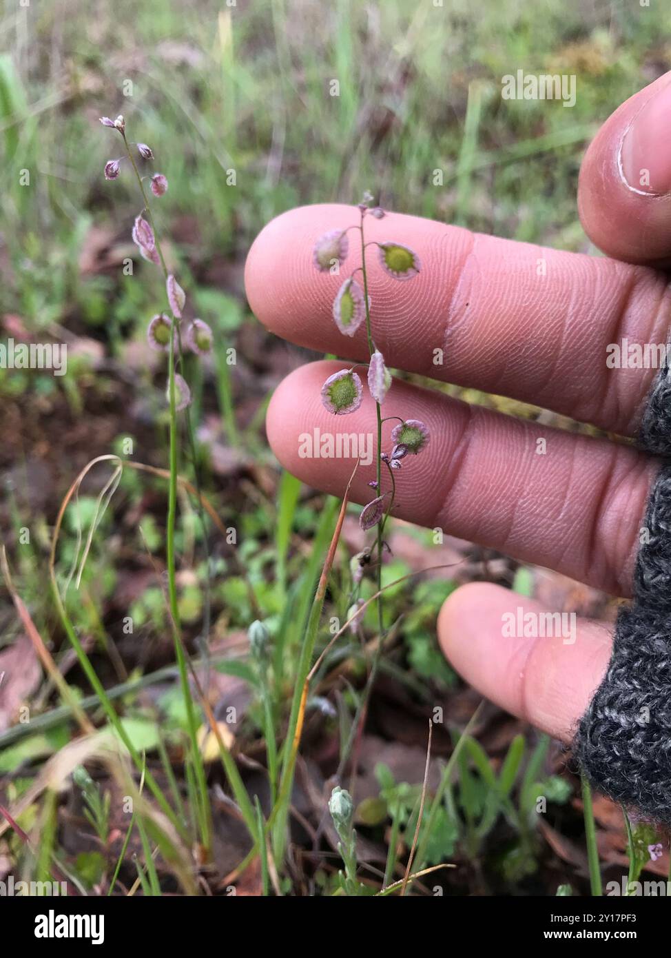sand fringepod (Thysanocarpus curvipes) Plantae Stock Photo - Alamy