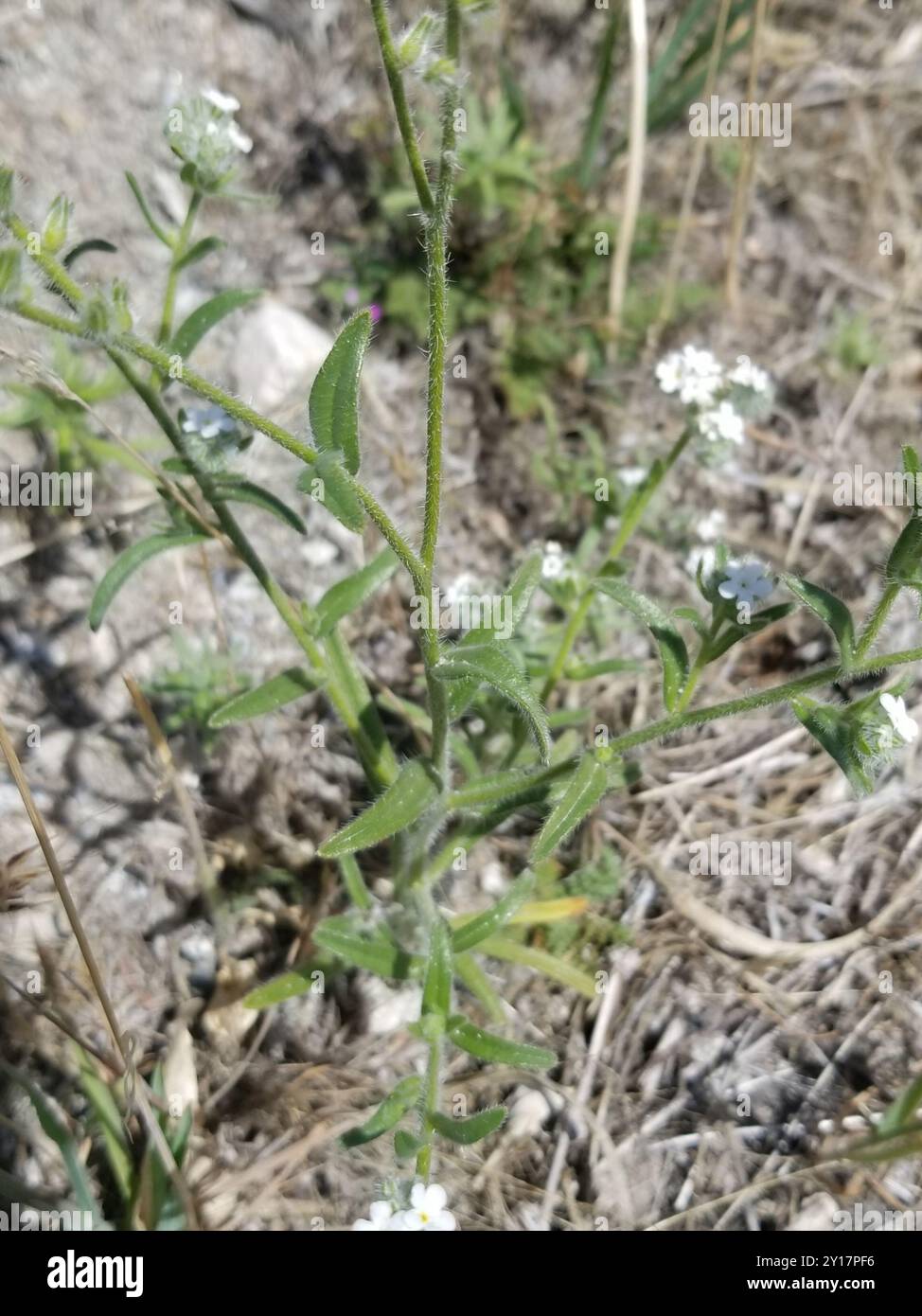 Clearwater cryptantha (Cryptantha intermedia) Plantae Stock Photo - Alamy