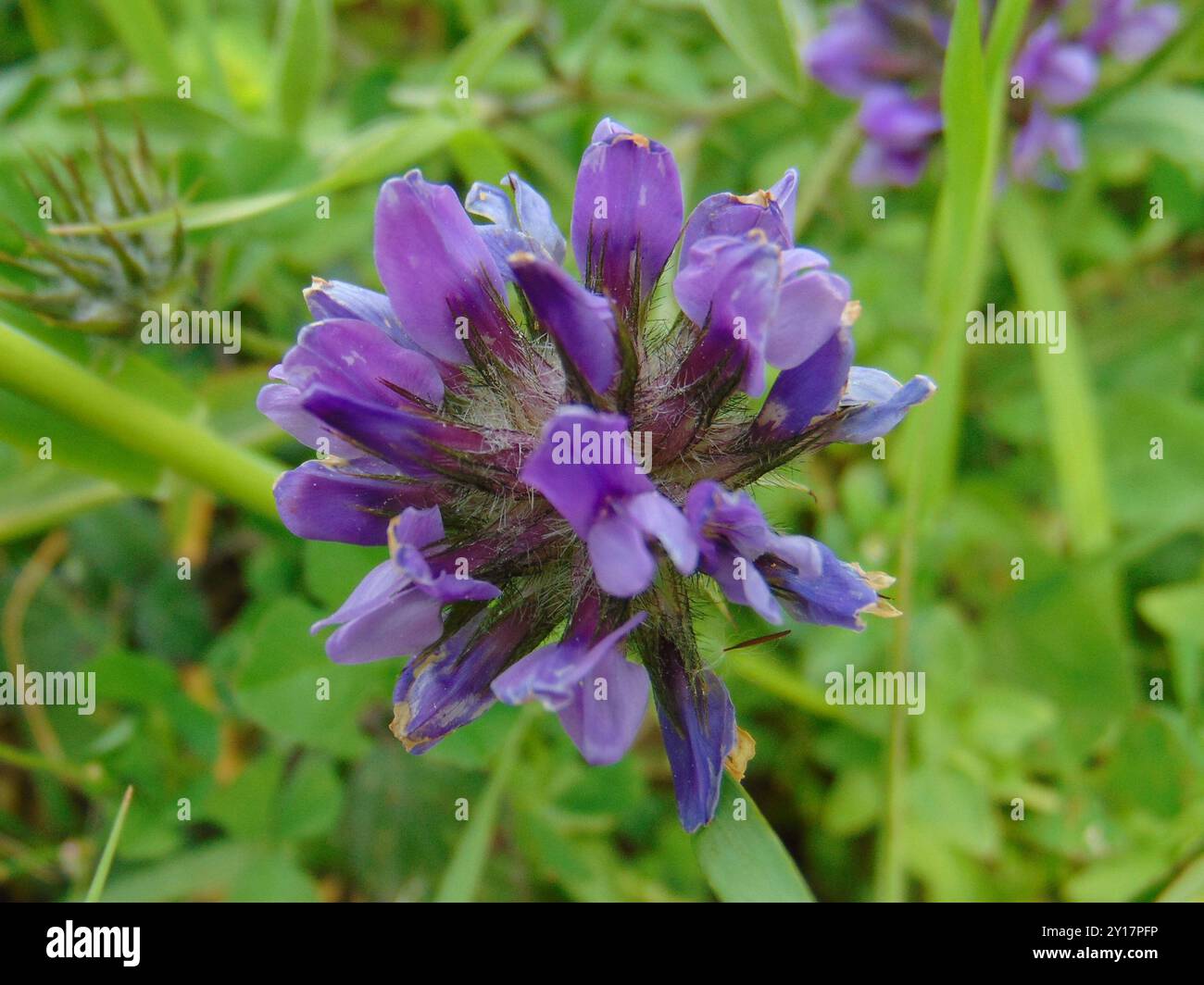 arabian pea (Bituminaria bituminosa) Plantae Stock Photo - Alamy