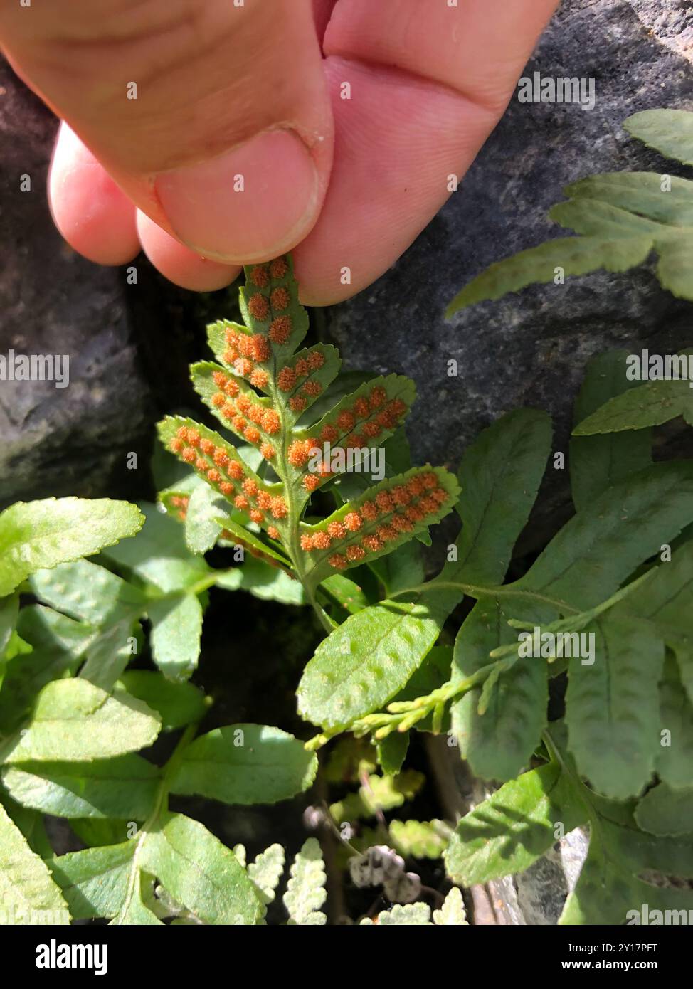 California Polypody (Polypodium californicum) Plantae Stock Photo - Alamy