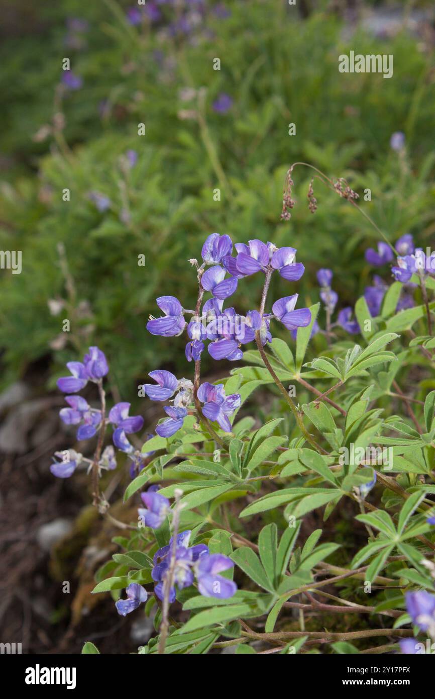 Broadleaf Lupine (Lupinus latifolius) Plantae Stock Photo - Alamy
