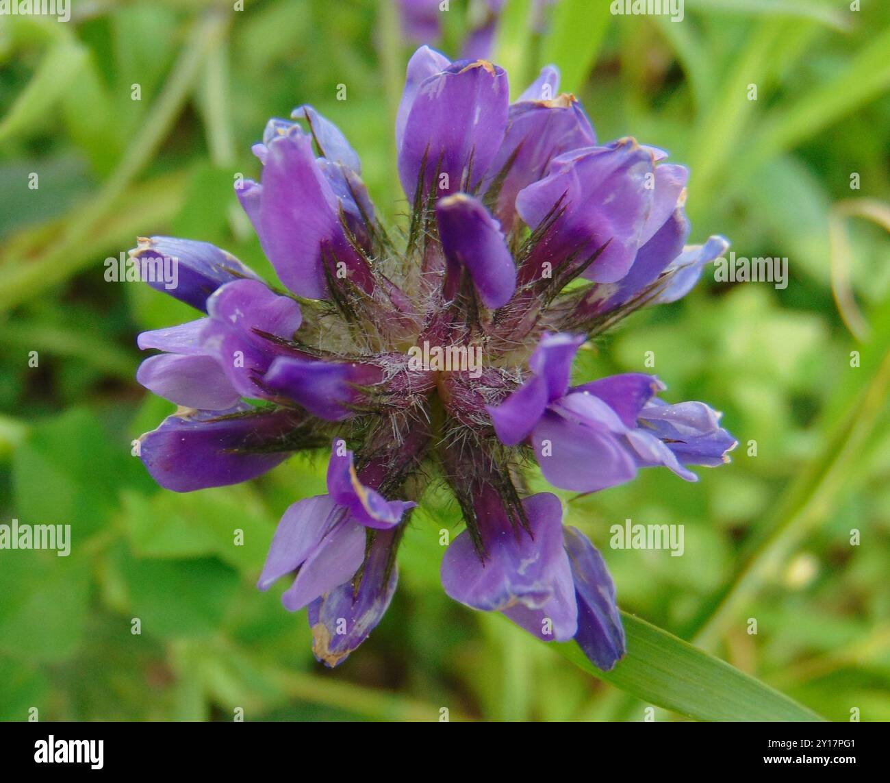 arabian pea (Bituminaria bituminosa) Plantae Stock Photo - Alamy