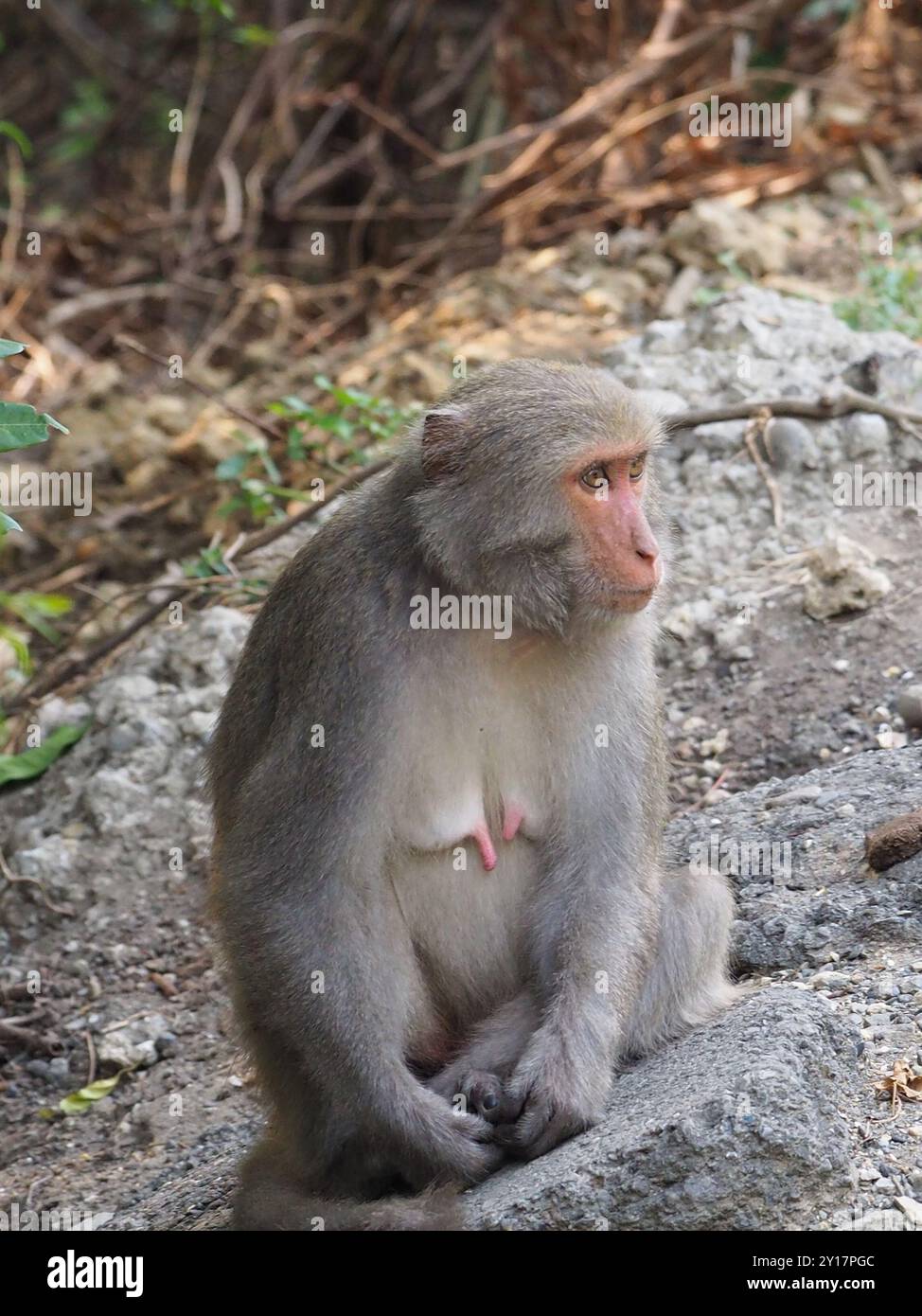 Formosan Rock Macaque (Macaca cyclopis) Mammalia Stock Photo - Alamy