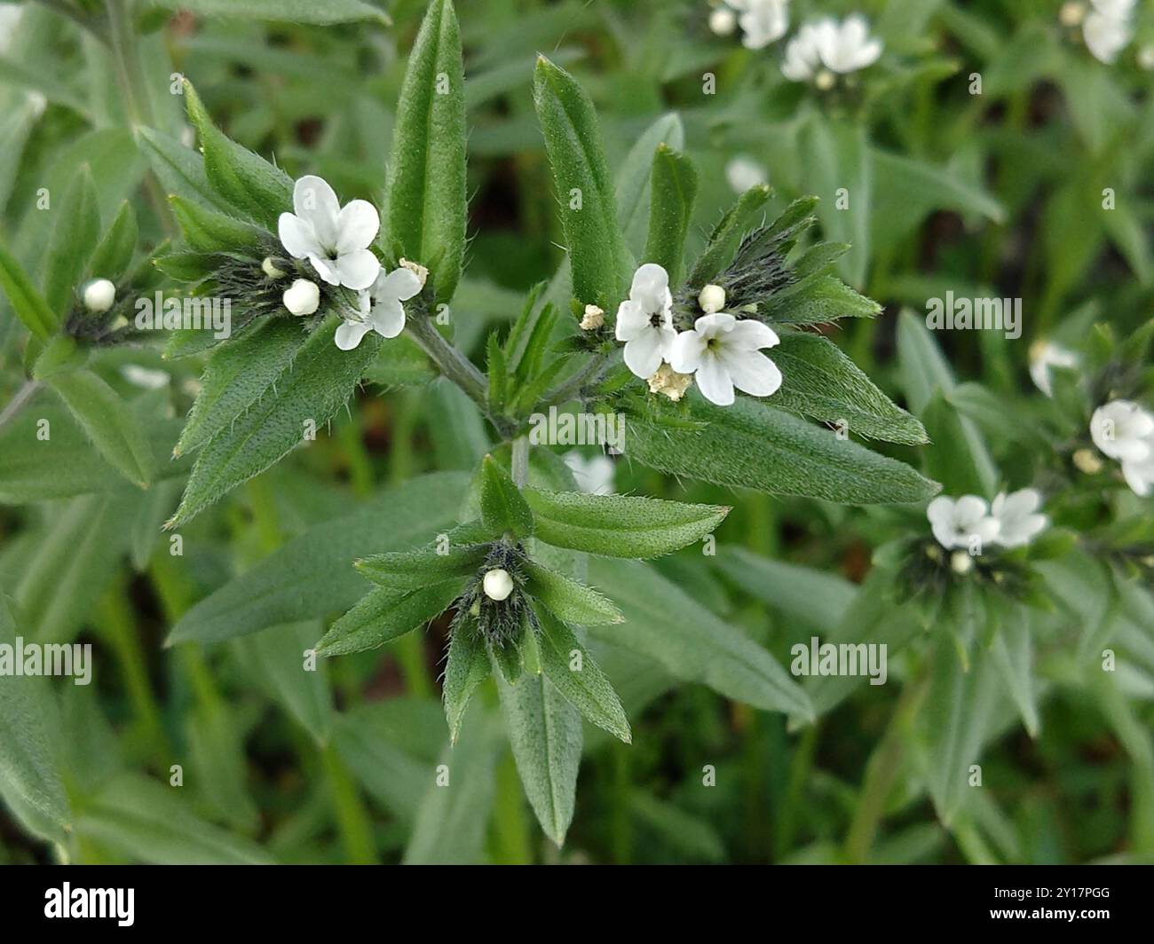 corn gromwell (Buglossoides arvensis) Plantae Stock Photo - Alamy