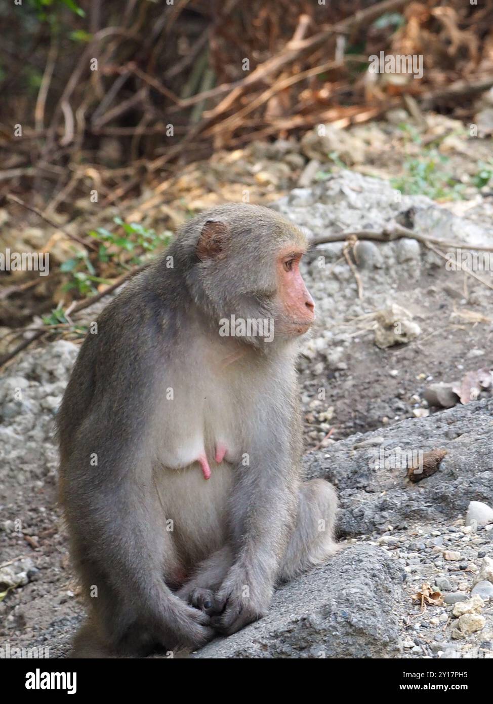 Formosan Rock Macaque (Macaca cyclopis) Mammalia Stock Photo - Alamy