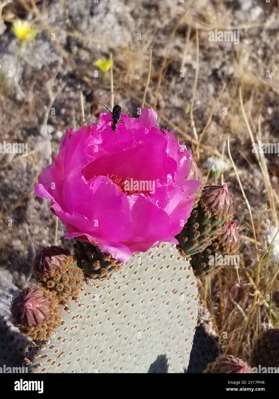 beavertail cactus (Opuntia basilaris basilaris) Plantae Stock Photo - Alamy