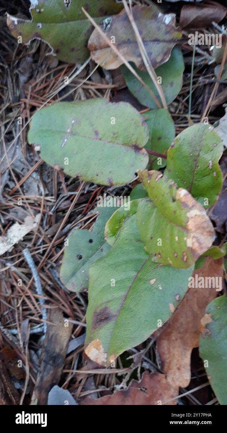 trailing arbutus (Epigaea repens) Plantae Stock Photo - Alamy