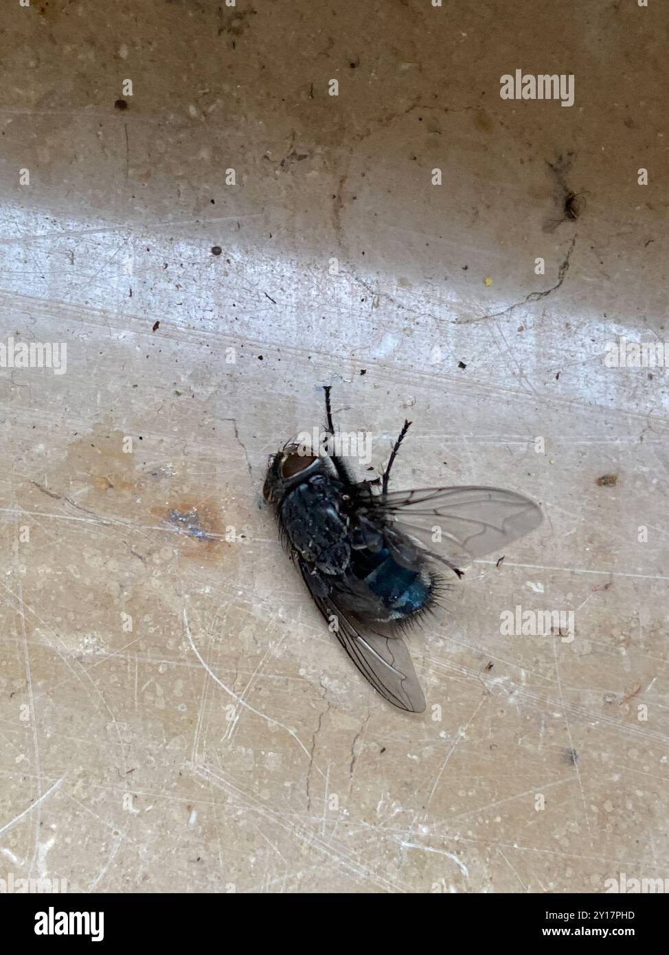 Bluebottle Flies (Calliphora) Insecta Stock Photo - Alamy