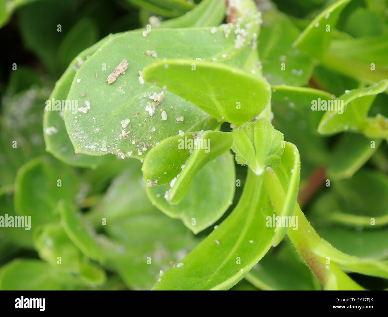 trailing African daisy (Dimorphotheca fruticosa) Plantae Stock Photo ...