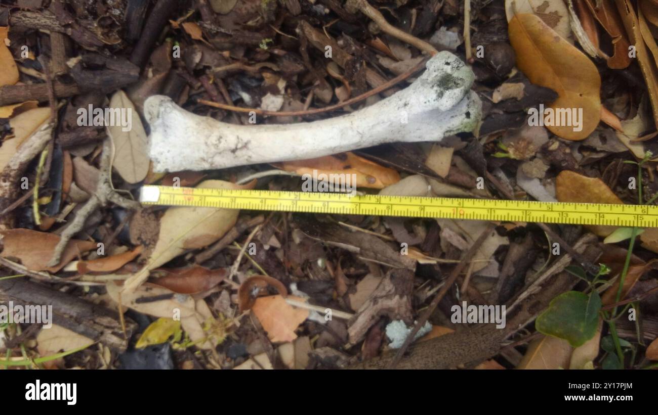 Domestic Chicken (Gallus gallus domesticus) Aves Stock Photo - Alamy