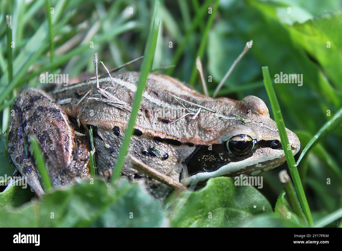 Wood Frog (Lithobates sylvaticus) Amphibia Stock Photo - Alamy