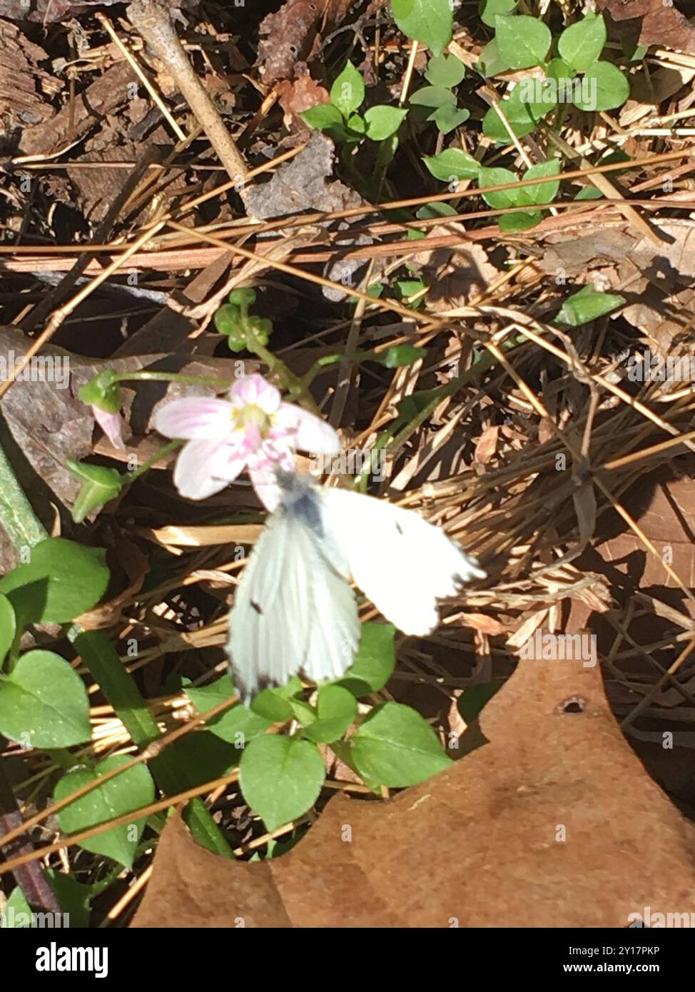 Falcate Orangetip (Anthocharis midea) Insecta Stock Photo - Alamy