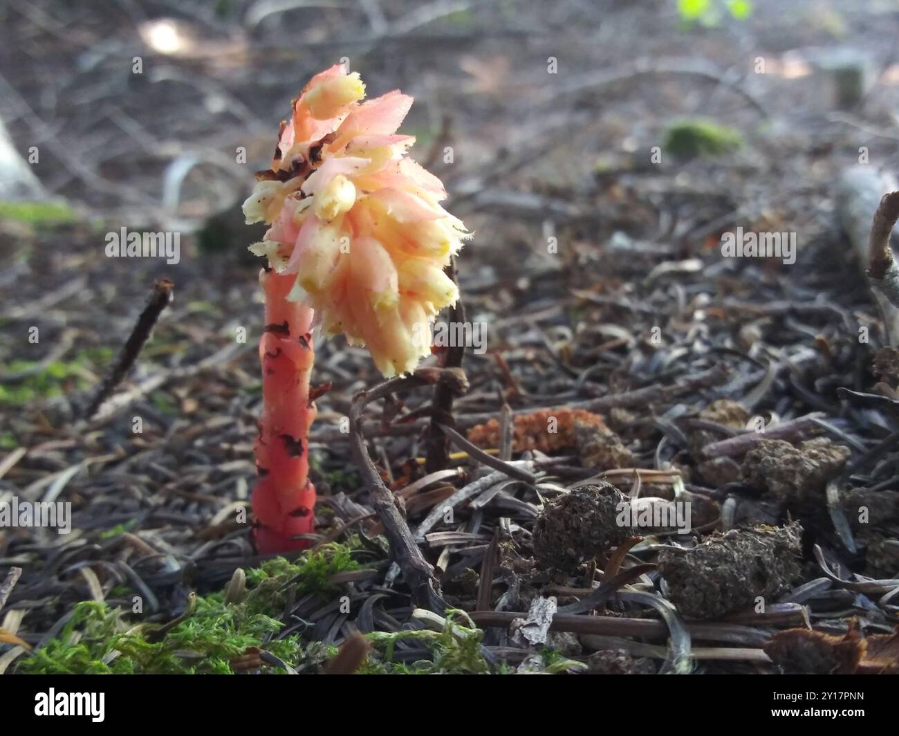 pinesap (Monotropa hypopitys) Plantae Stock Photo - Alamy