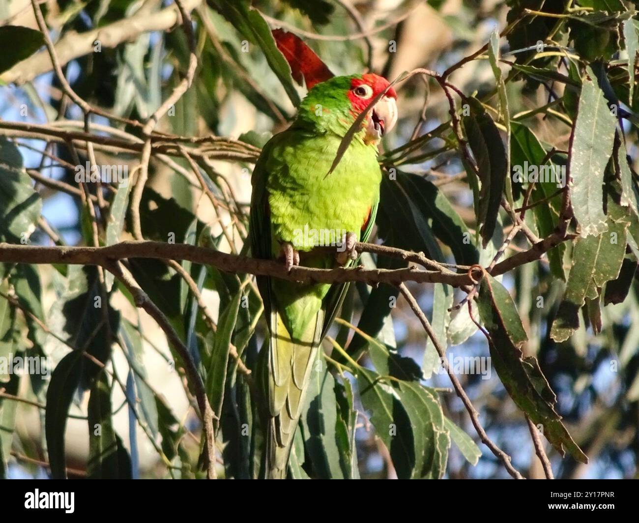 Red-masked Parakeet (Psittacara erythrogenys) Aves Stock Photo - Alamy