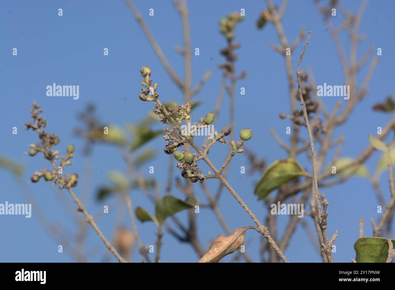 Nilgiri Privet (Ligustrum robustum perrottetii) Plantae Stock Photo - Alamy