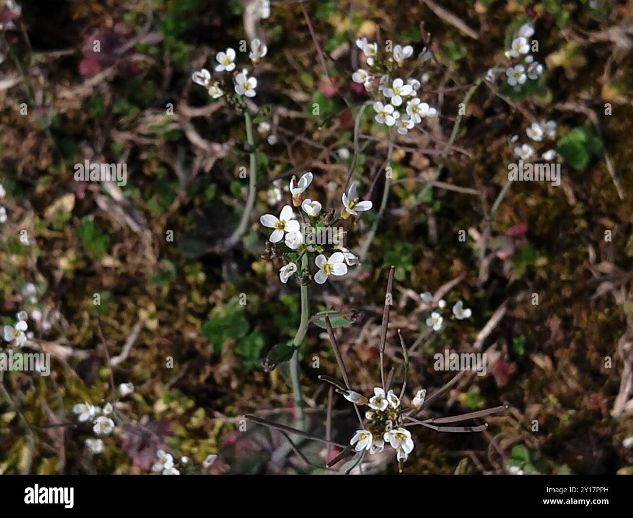 mouse-ear cress (Arabidopsis thaliana) Plantae Stock Photo - Alamy
