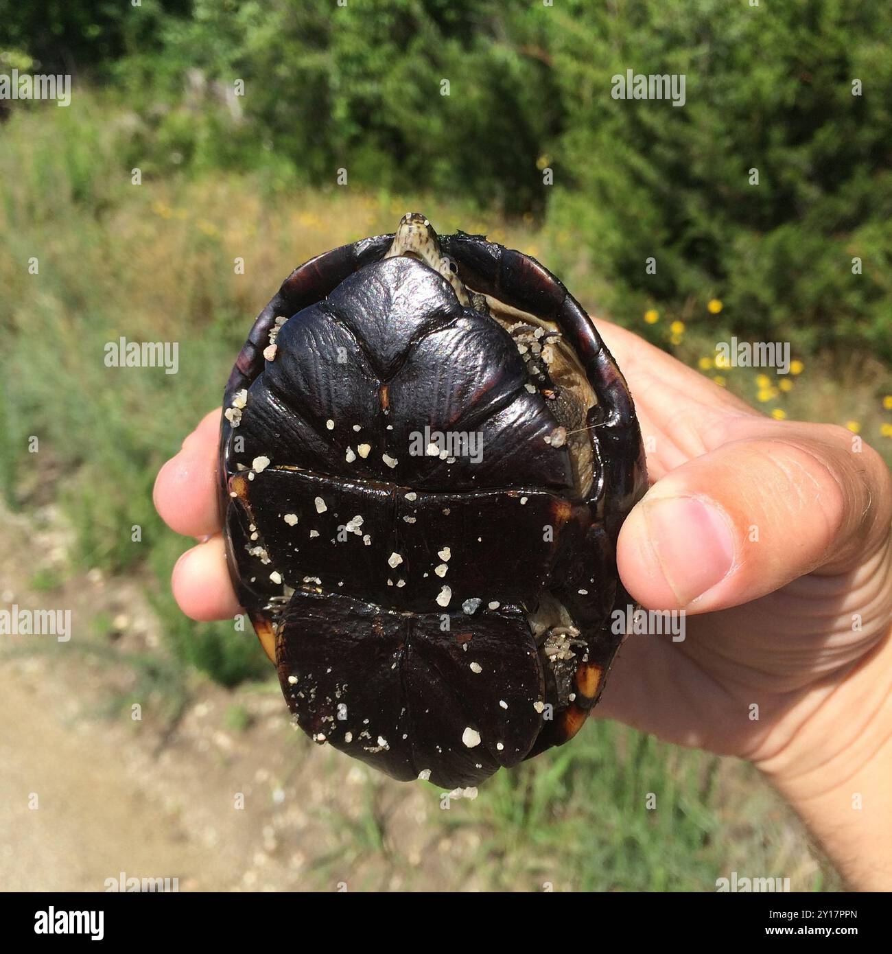 Eastern Mud Turtle (Kinosternon subrubrum) Reptilia Stock Photo - Alamy