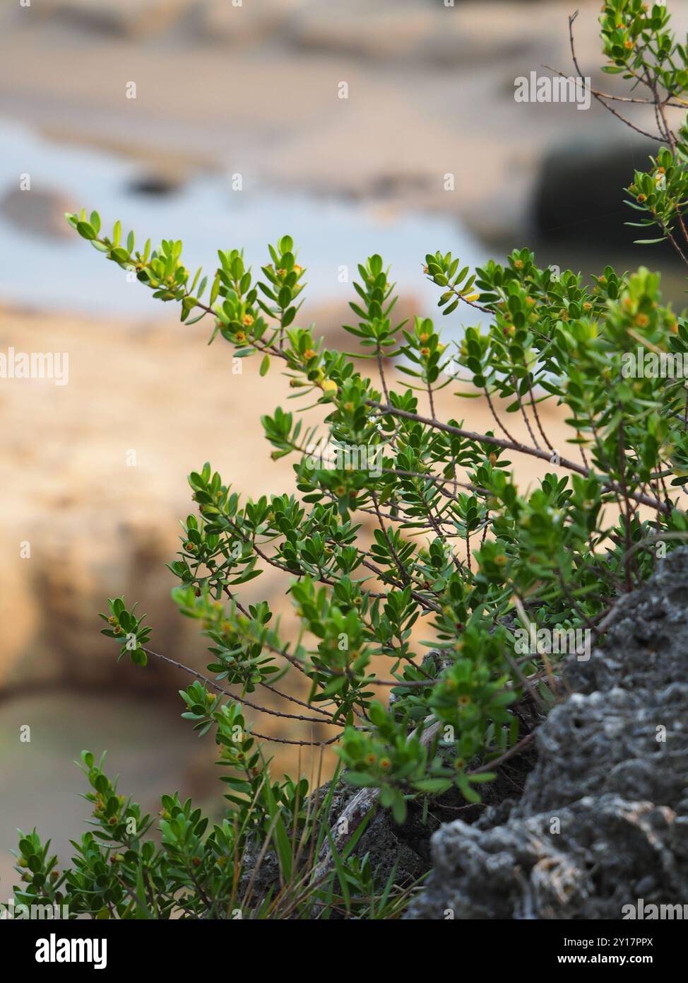 bantigue (Pemphis acidula) Plantae Stock Photo - Alamy