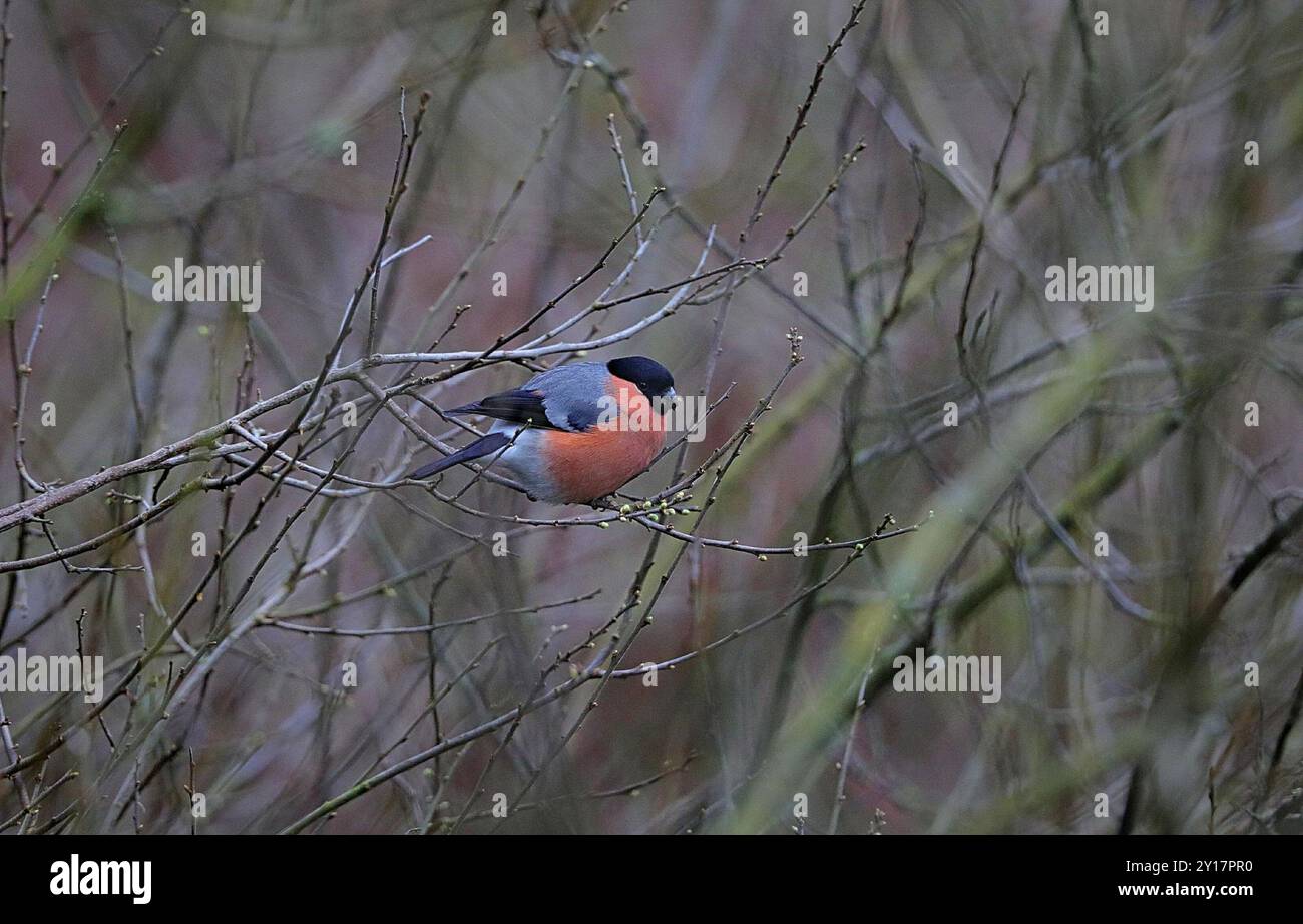 Eurasian Bullfinch (Pyrrhula pyrrhula) Aves Stock Photo - Alamy
