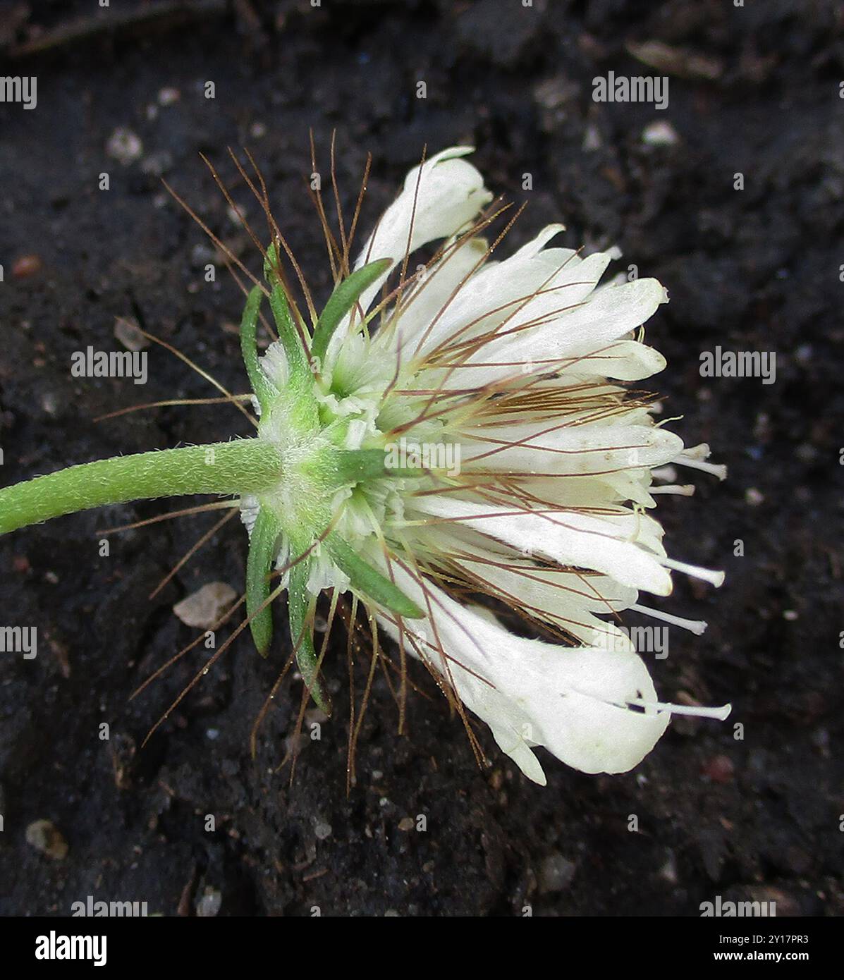 Small Scabious (Scabiosa columbaria) Plantae Stock Photo - Alamy