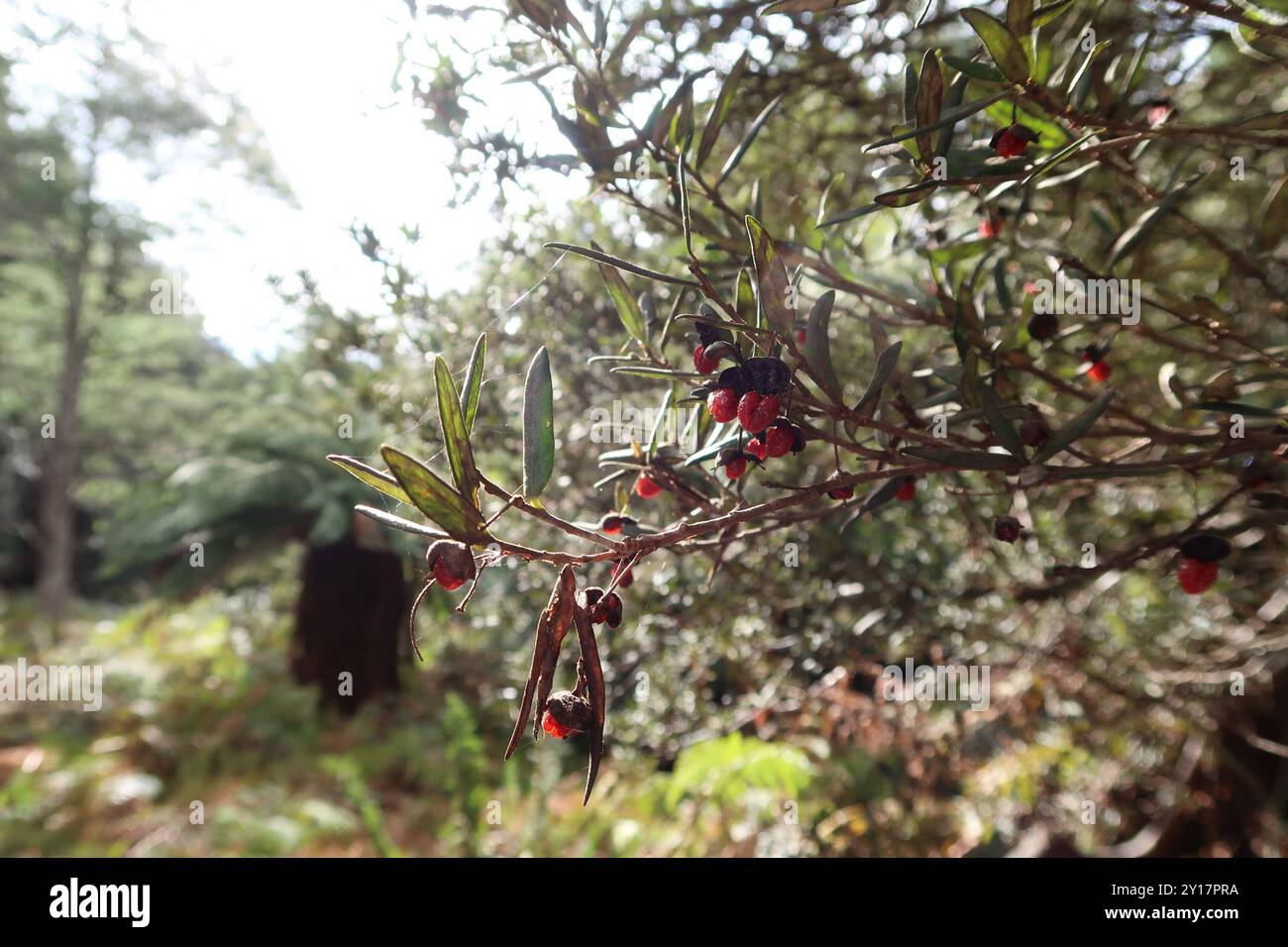 Banyalla (Pittosporum bicolor) Plantae Stock Photo - Alamy