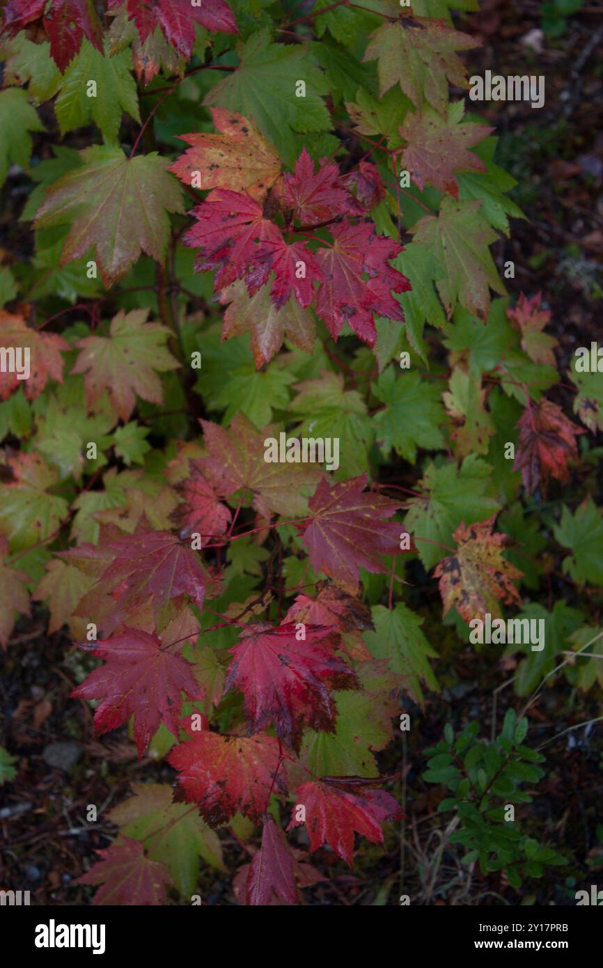Vine Maple (Acer circinatum) Plantae Stock Photo - Alamy