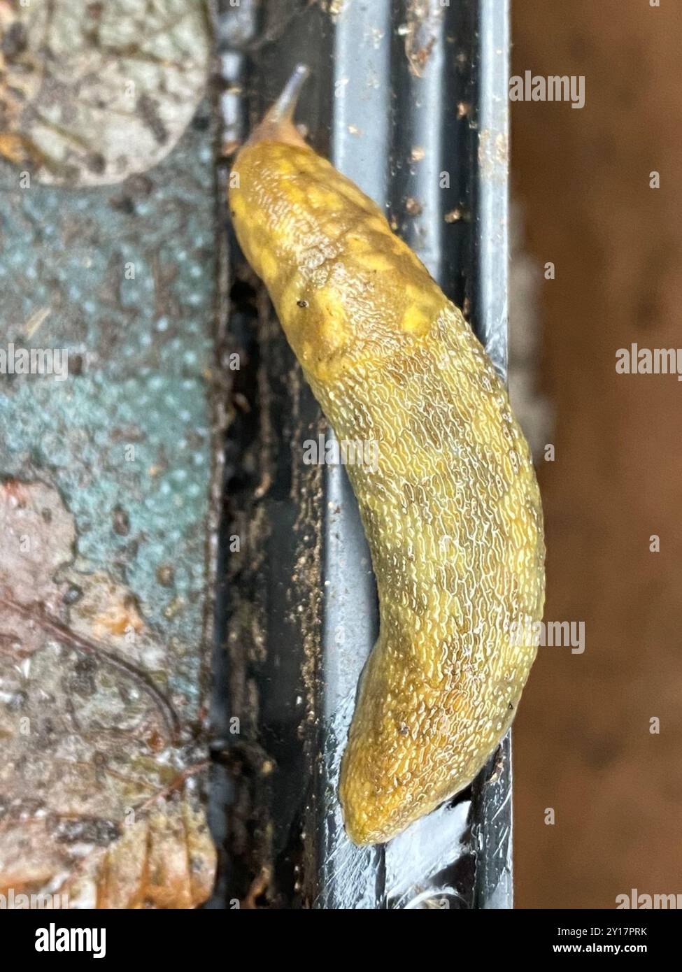 Green Cellar Slug (Limacus maculatus) Mollusca Stock Photo - Alamy