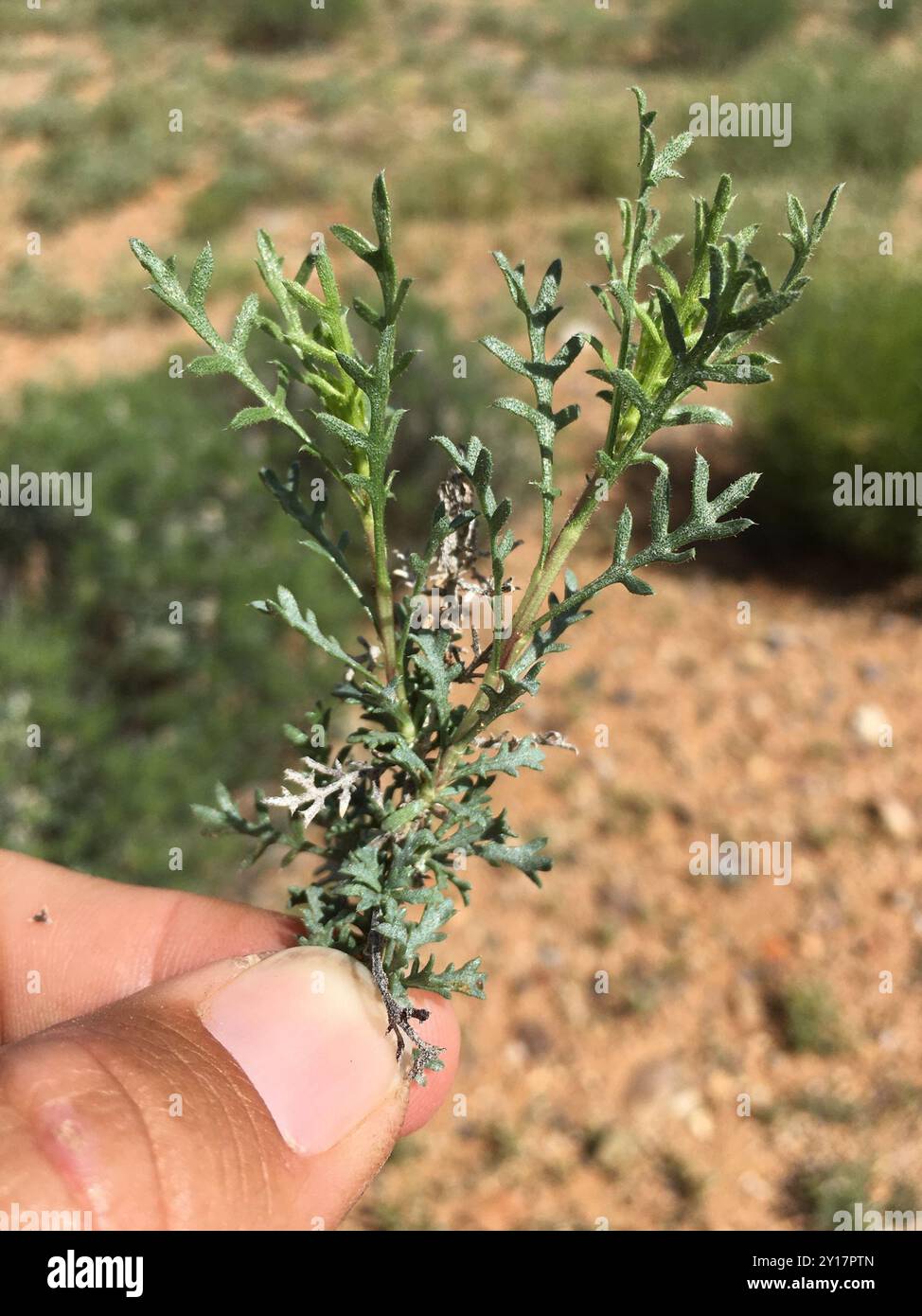 burroweed (Isocoma tenuisecta) Plantae Stock Photo - Alamy