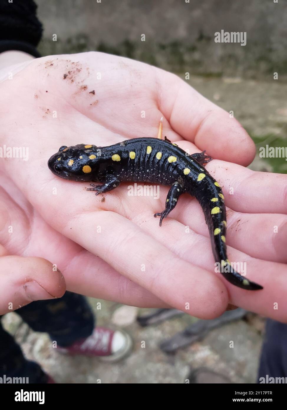 Spotted Salamander (Ambystoma maculatum) Amphibia Stock Photo - Alamy