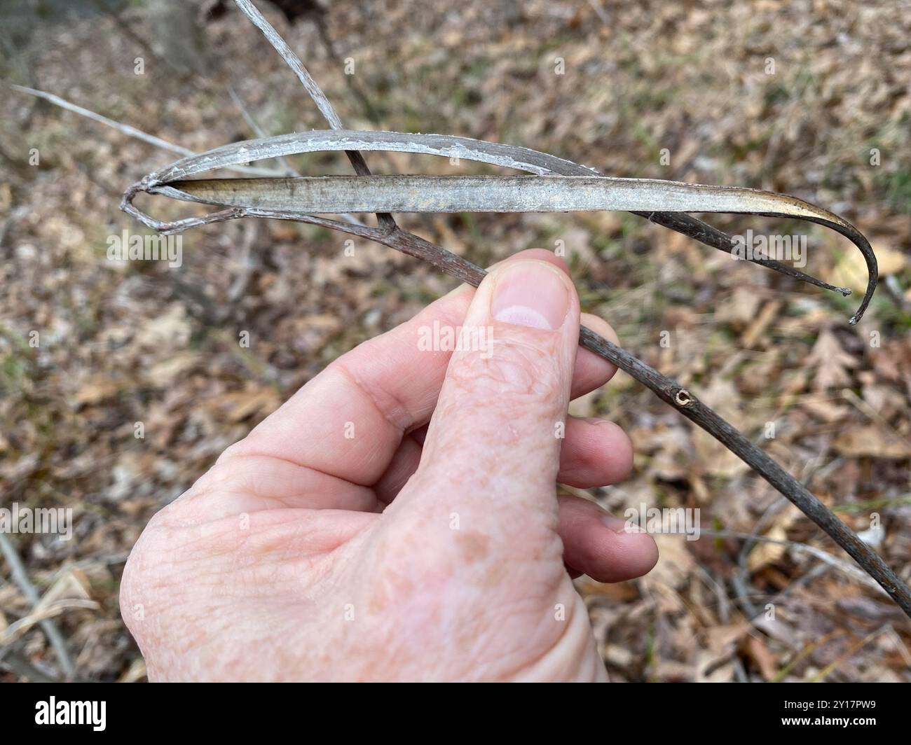 hemp dogbane (Apocynum cannabinum) Plantae Stock Photo - Alamy