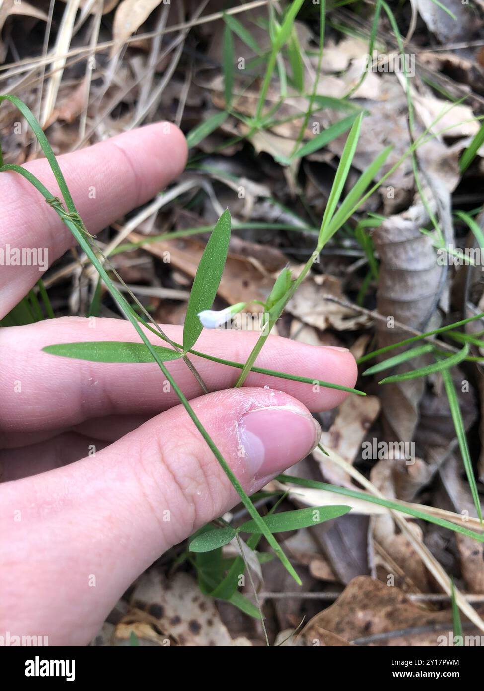 Tiny Pea (Lathyrus pusillus) Plantae Stock Photo - Alamy