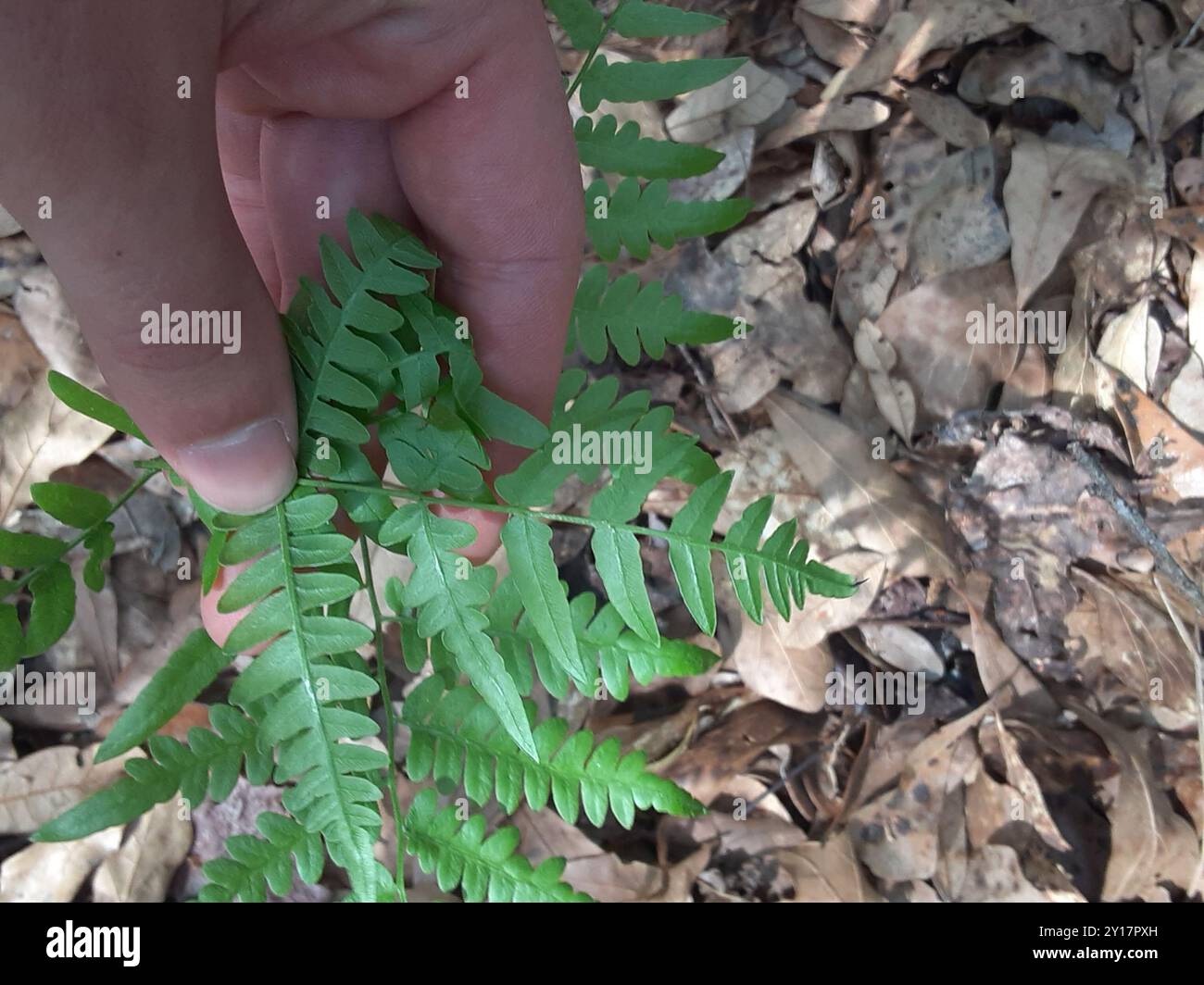 Tailed Bracken Fern (Pteridium aquilinum pseudocaudatum) Plantae Stock ...