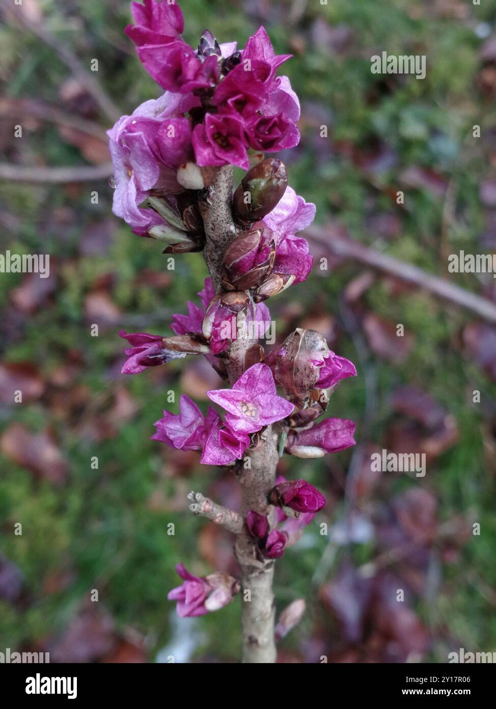 Mezereon (Daphne mezereum) Plantae Stock Photo - Alamy