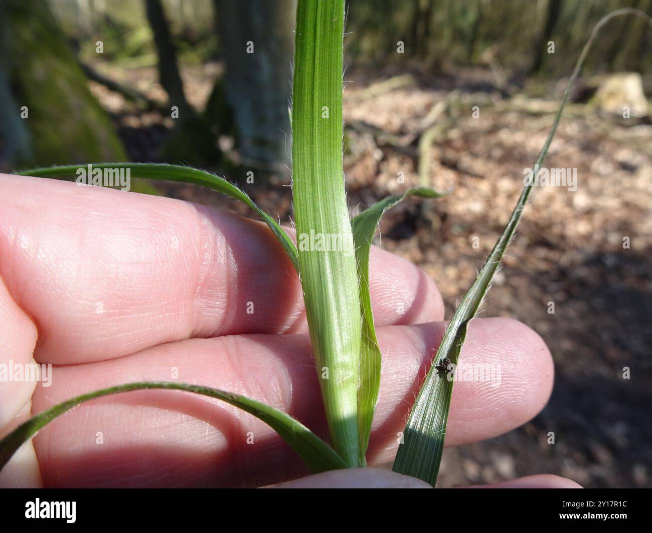 Hairy Woodrush (Luzula pilosa) Plantae Stock Photo - Alamy