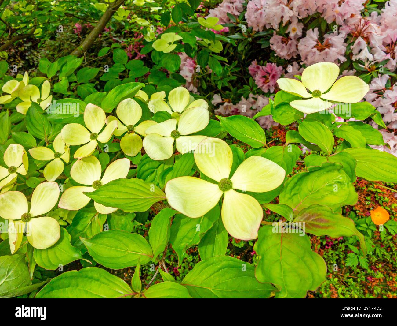 Flowers in spring at Lea Gardens a popular tourist attraction near ...