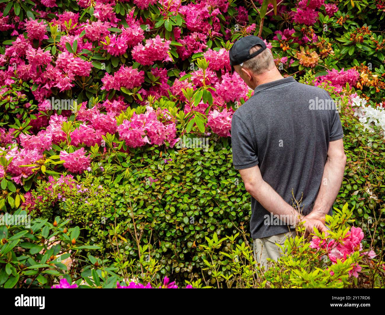 Visitor admiring rhododendrons in spring at Lea Gardens a popular ...
