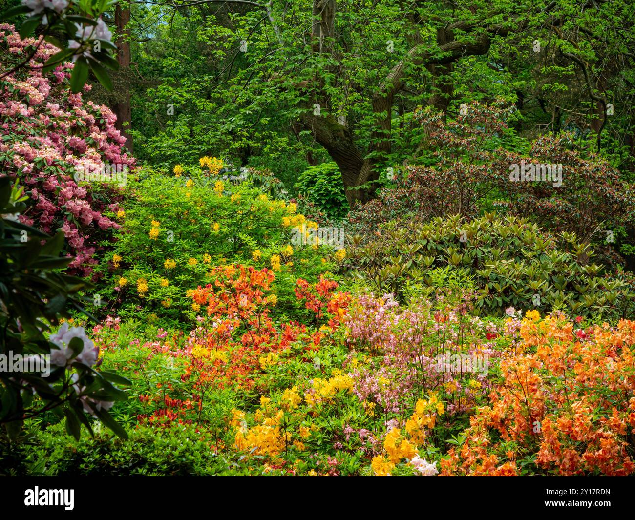 Rhododendrons in spring at Lea Gardens a popular tourist attraction ...