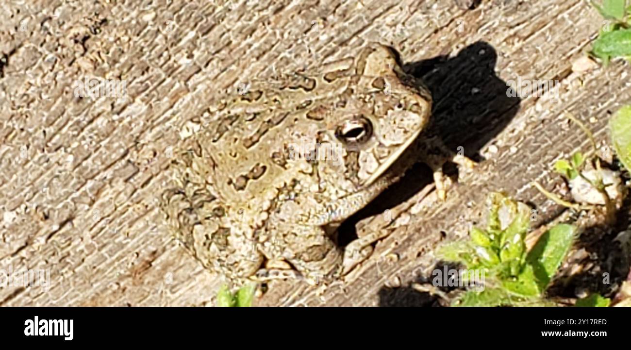 Fowler's Toad (Anaxyrus fowleri) Amphibia Stock Photo - Alamy