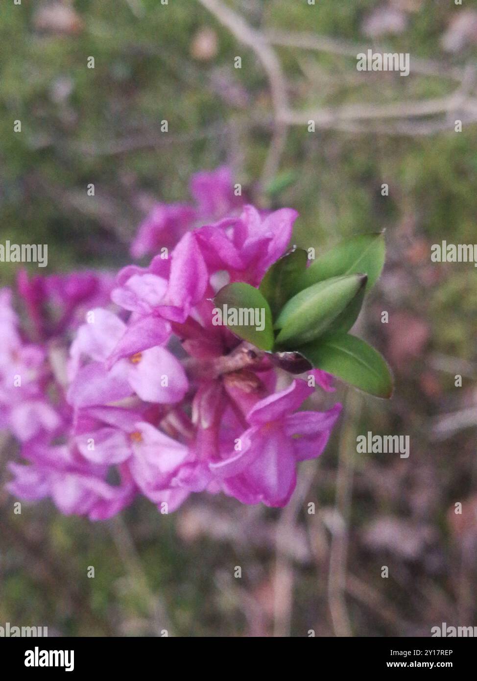 Mezereon (Daphne mezereum) Plantae Stock Photo - Alamy